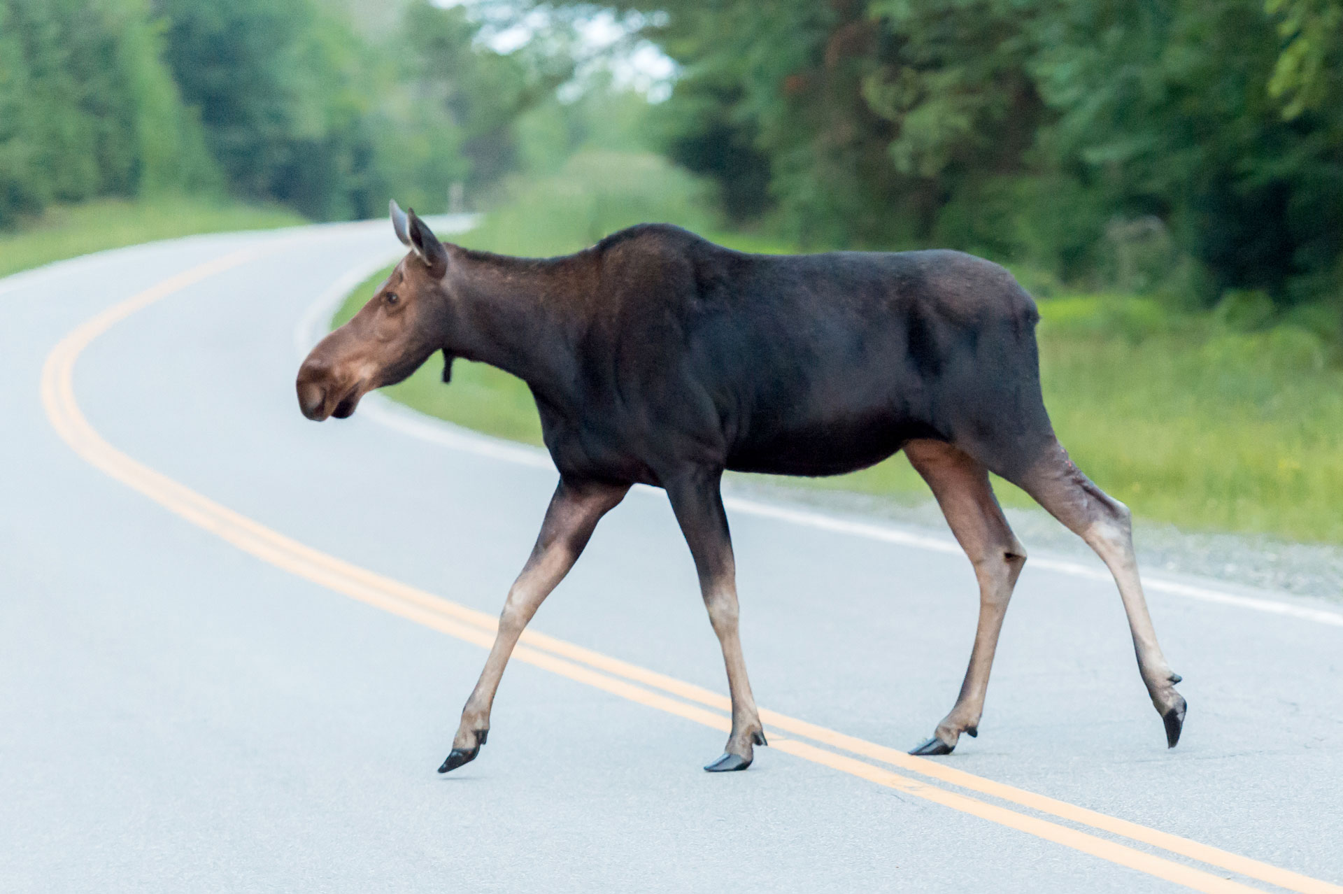 Moose watching in the North Country: 3 must-visit places | MyGoNorth