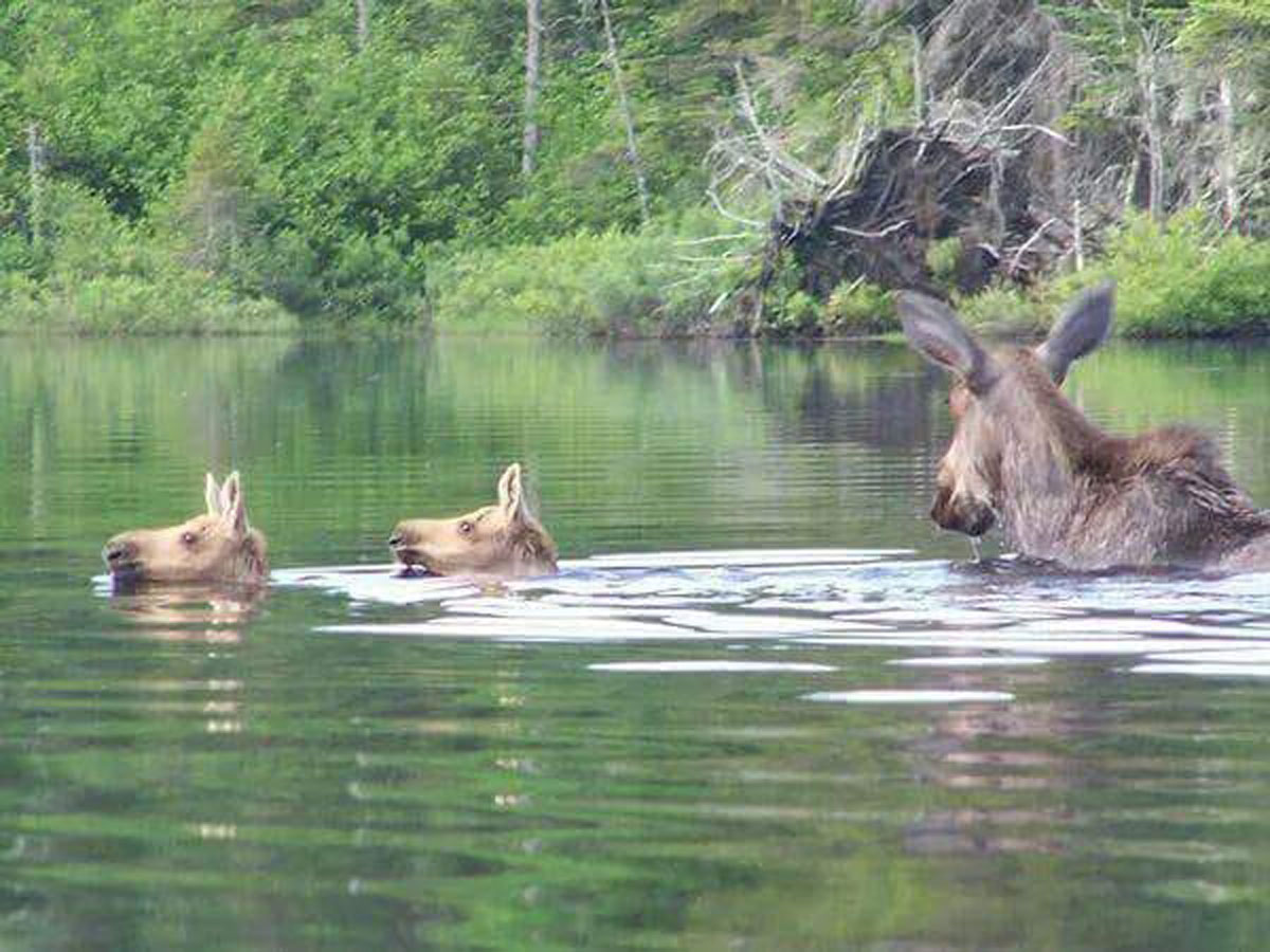 Paddling East Inlet - MyGoNorth